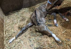 Breeder Alert – Safeguarding Your Foals for Over 40 Years