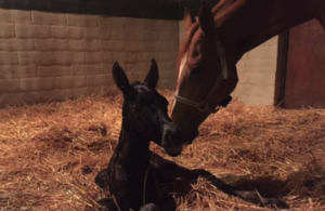 Breeder Alert – Safeguarding Your Foals for Over 40 Years