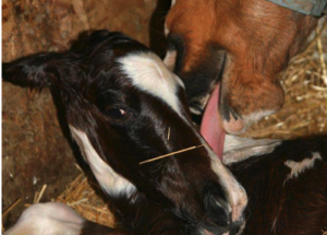 Breeder Alert – Safeguarding Your Foals for Over 40 Years