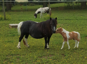 Breeder Alert – Safeguarding Your Foals for Over 40 Years